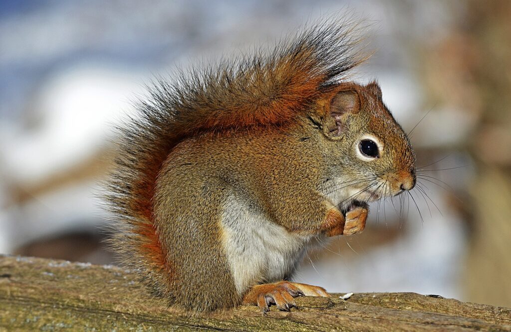 How to Get Rid of Squirrels in the Attic: The 2 Best Ultrasonic ...